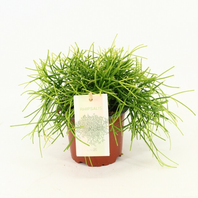 Rhipsalis baccifera 'Oasis, pot 10,5 cm, h 15 cm - Tuincentrum Bull