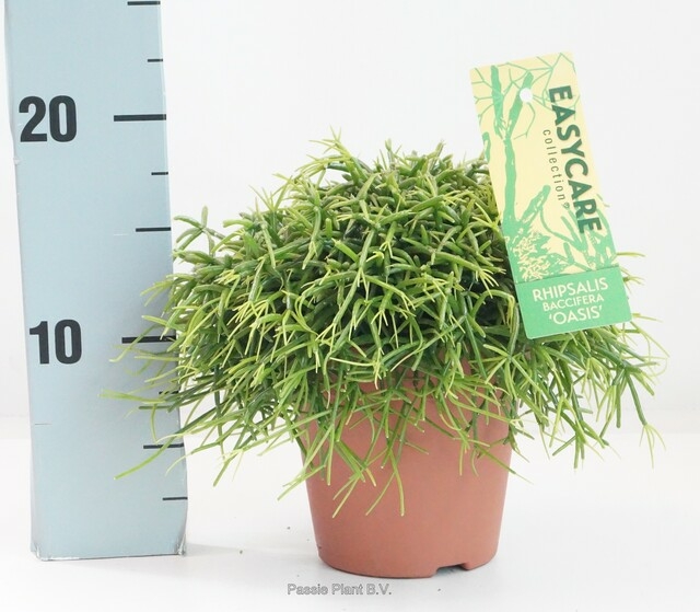 Rhipsalis baccifera 'Oasis, pot 14 cm, h 25 cm - Tuincentrum Bull