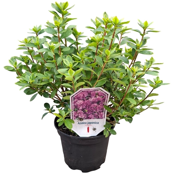 Rhododendron (Japanse Azalea) 'Violetta', pot 22 cm, h 30 cm ...