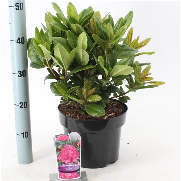 Rhododendron 'Rocket, pot 23 cm, h 35 cm - Tuincentrum Bull