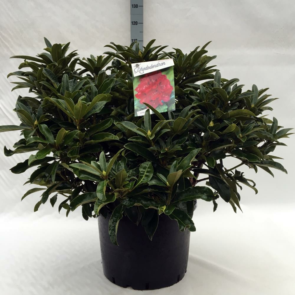 Rhododendron 'Wilgen's Ruby, pot 26 cm, h 50 cm - Tuincentrum Bull