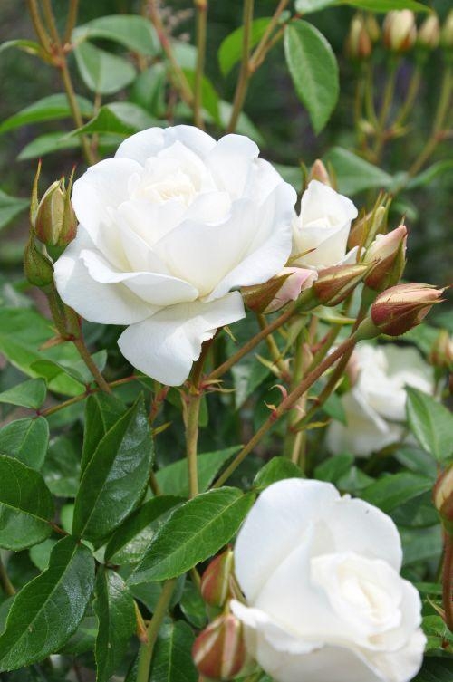 Rosa Climbing Snow Princess, pot 17 cm, h 75 cm - Tuincentrum Bull