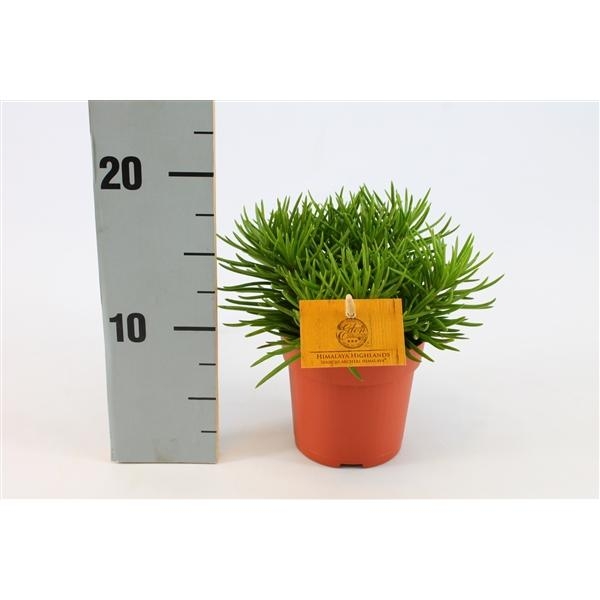 Senecio archeri 'Himalaya, pot 10,5 cm, h 15 cm - Tuincentrum Bull