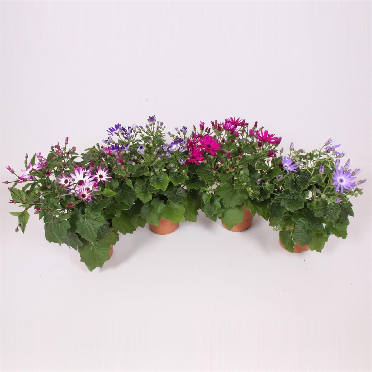 Senecio Senetti, pot 17 cm - Tuincentrum Bull