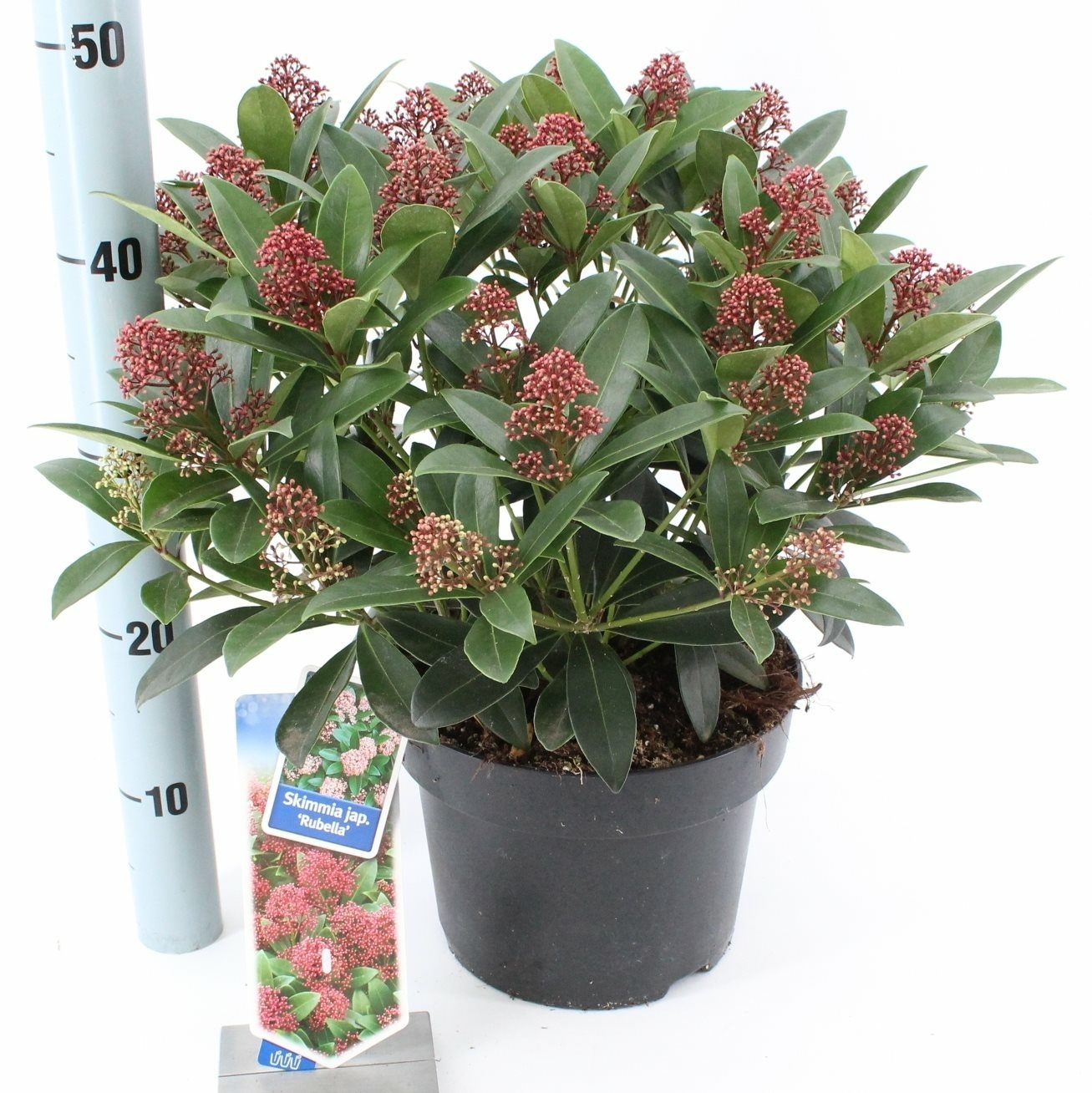 Skimmia japonica Rubella, p 15, h 30 cm - Tuincentrum Bull