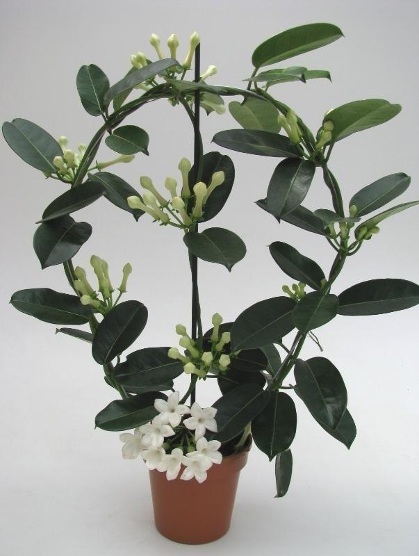 Stephanotis Floribunda, pot 12 cm, h 45 cm - Tuincentrum Bull
