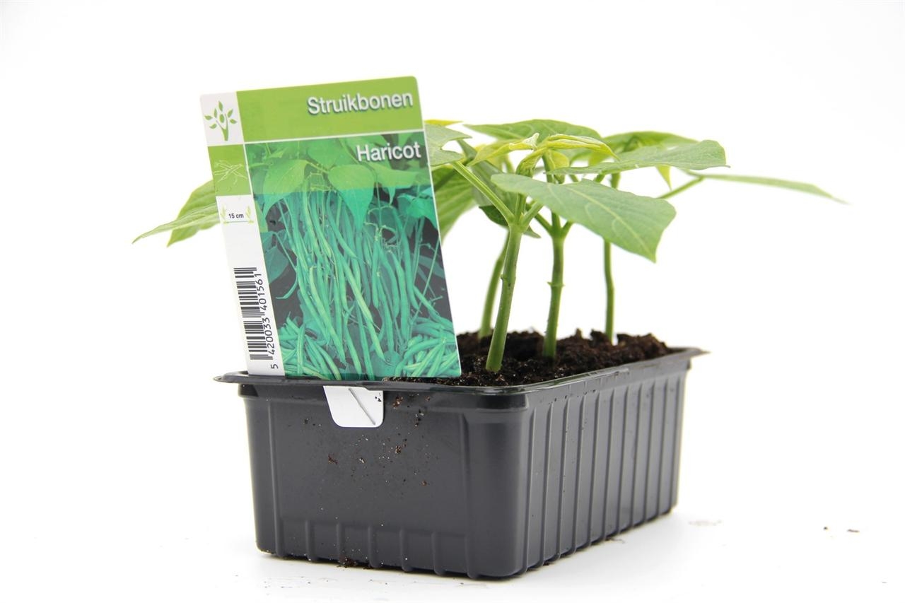 Struikbonen - Tuincentrum Bull