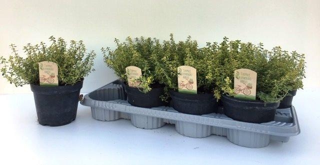 Thijm, Thymus Aurea, pot 14 cm, h 10 cm - Tuincentrum Bull