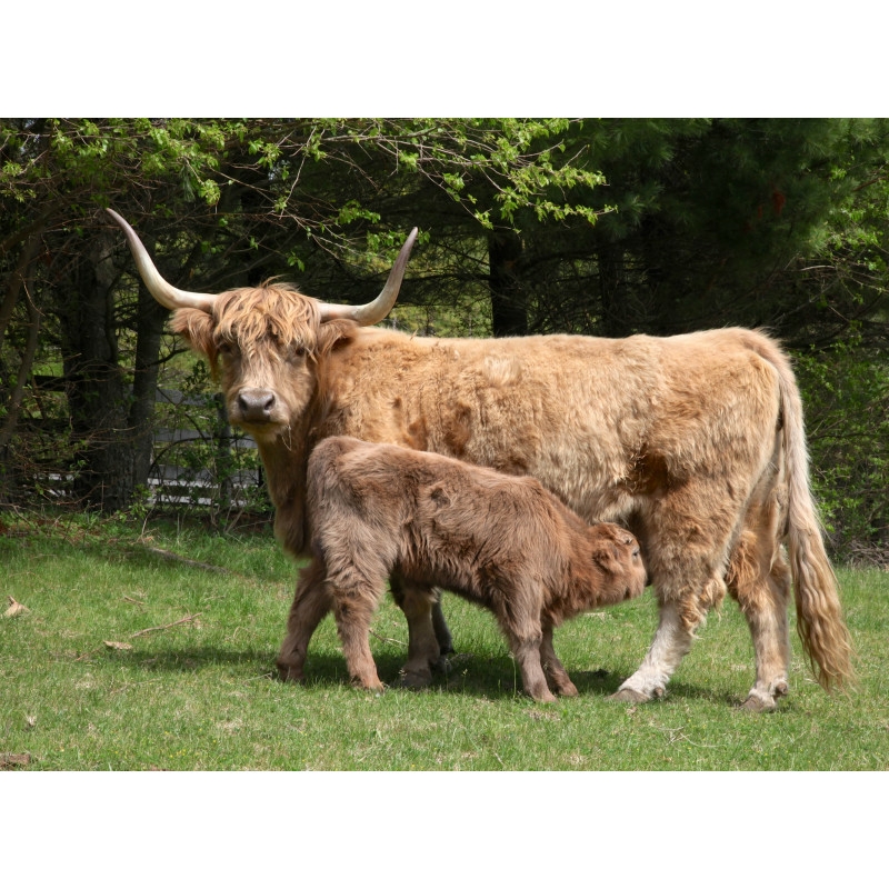 Tuinschilderij 130x70cm hooglander jonkie - Tuincentrum Bull