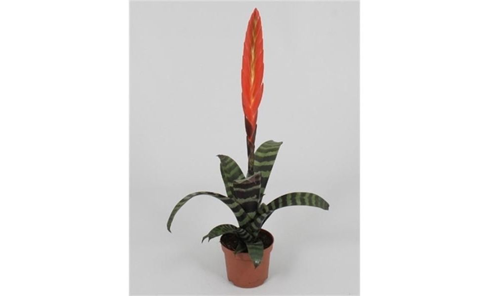 Vriesea Era, pot 12 cm, h 45 cm - Tuincentrum Bull